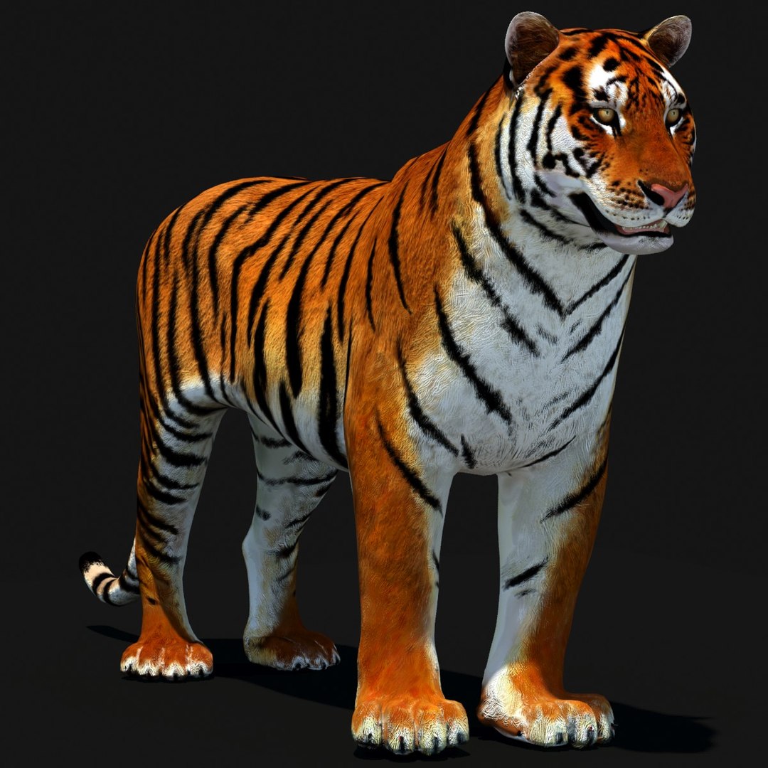 3d model tiger color rigging animation