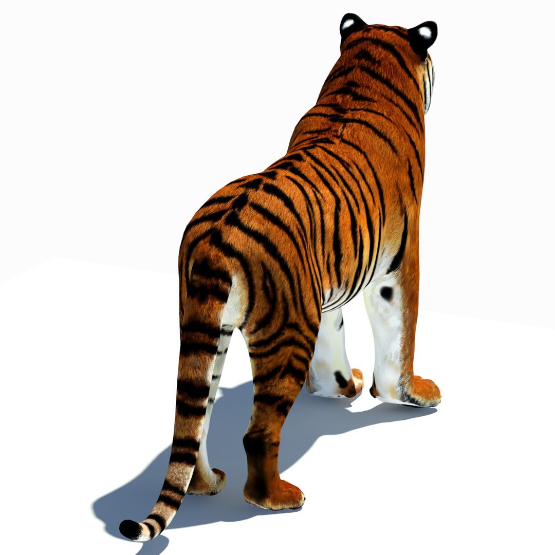 3d model tiger color rigging animation
