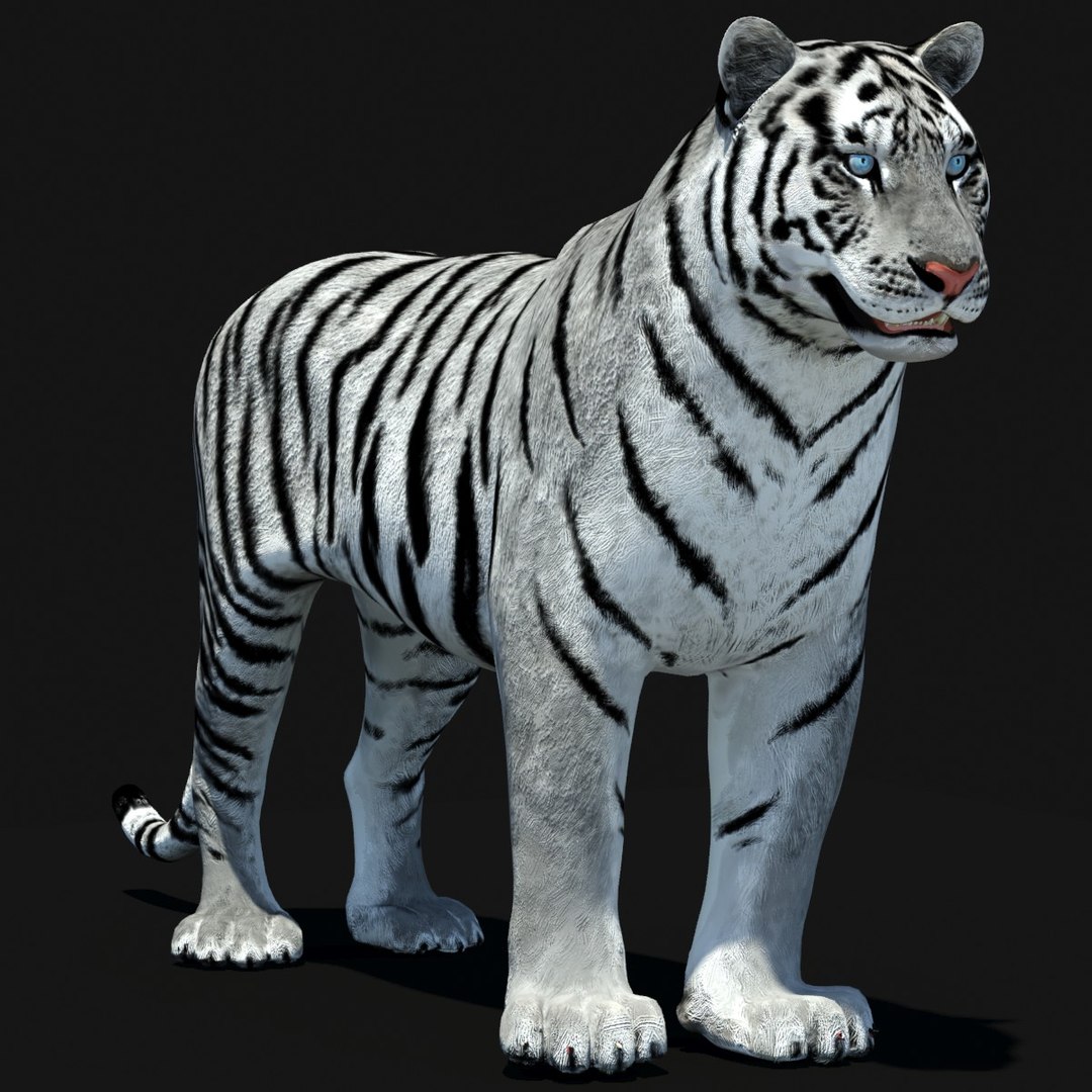 3d model tiger color rigging animation