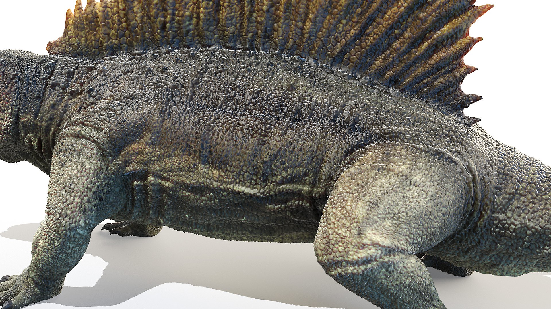 3D Dimetrodon - TurboSquid 1631531