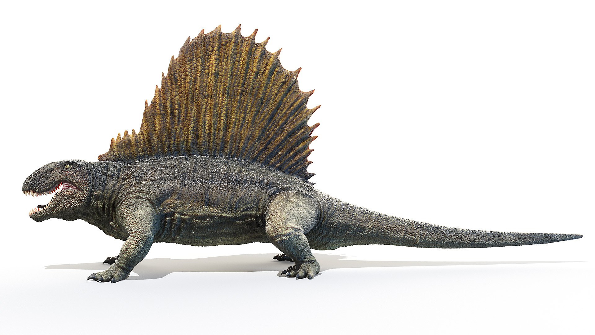 3D Dimetrodon - TurboSquid 1631531