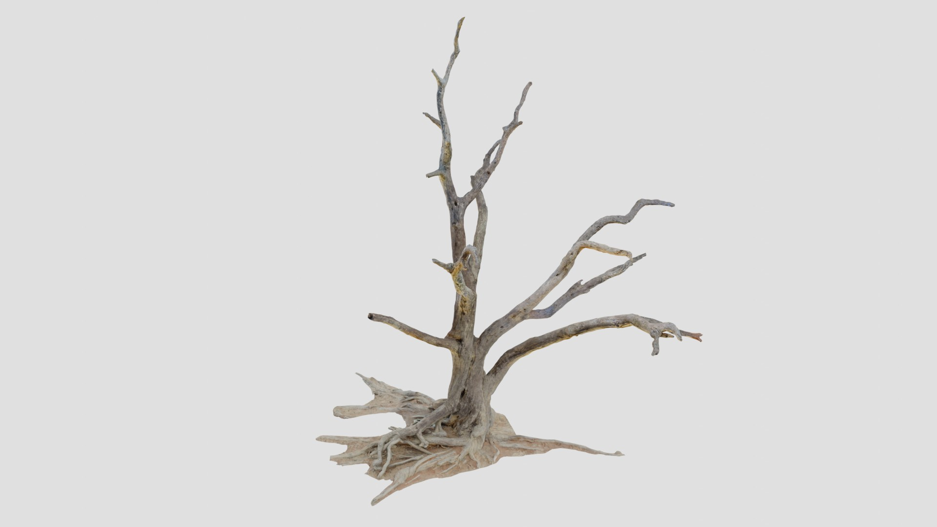3D Model Namibian Dry Tree 01 LowPoly - Scan - TurboSquid 2047752