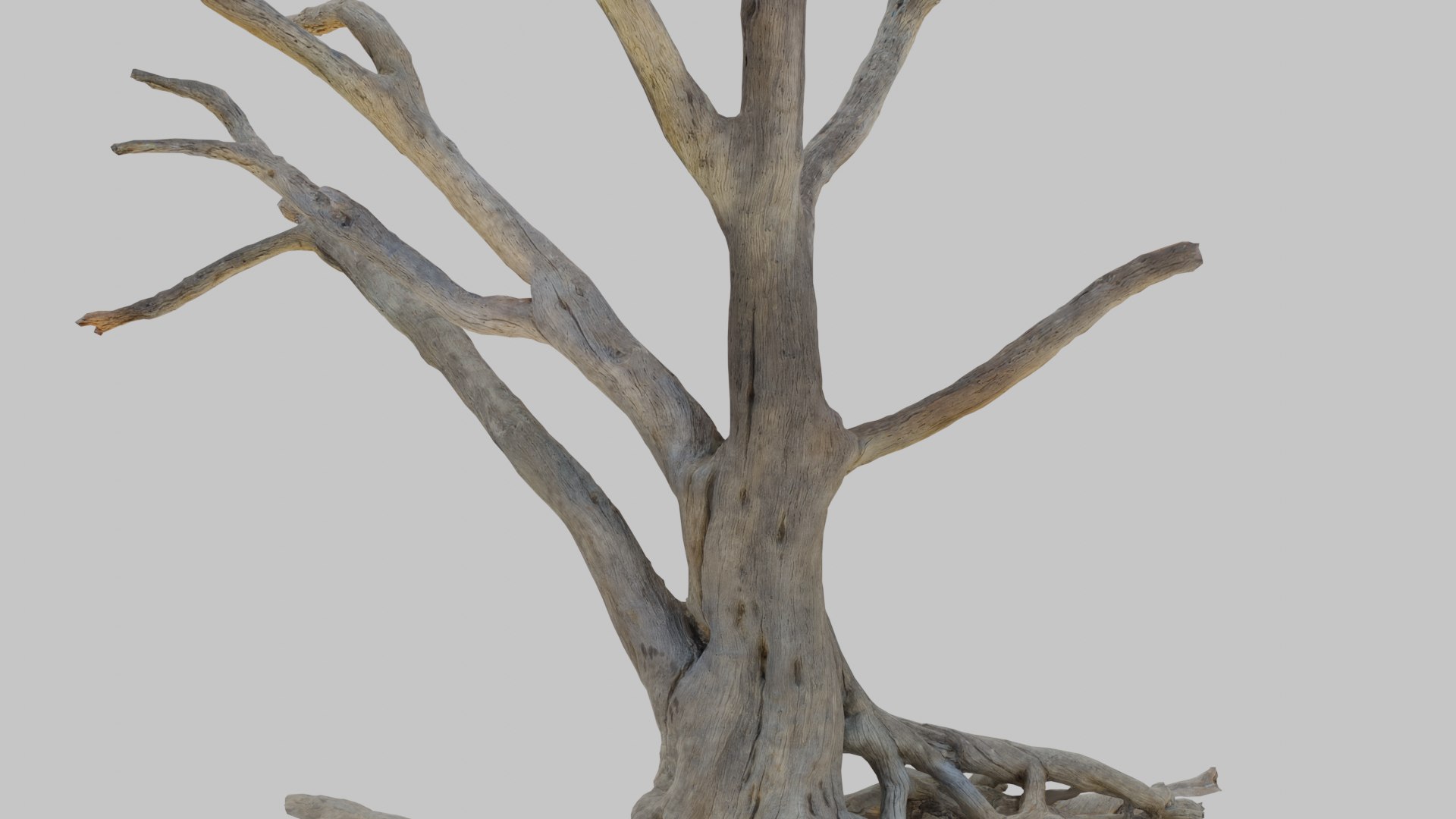 3D Model Namibian Dry Tree 01 LowPoly - Scan - TurboSquid 2047752