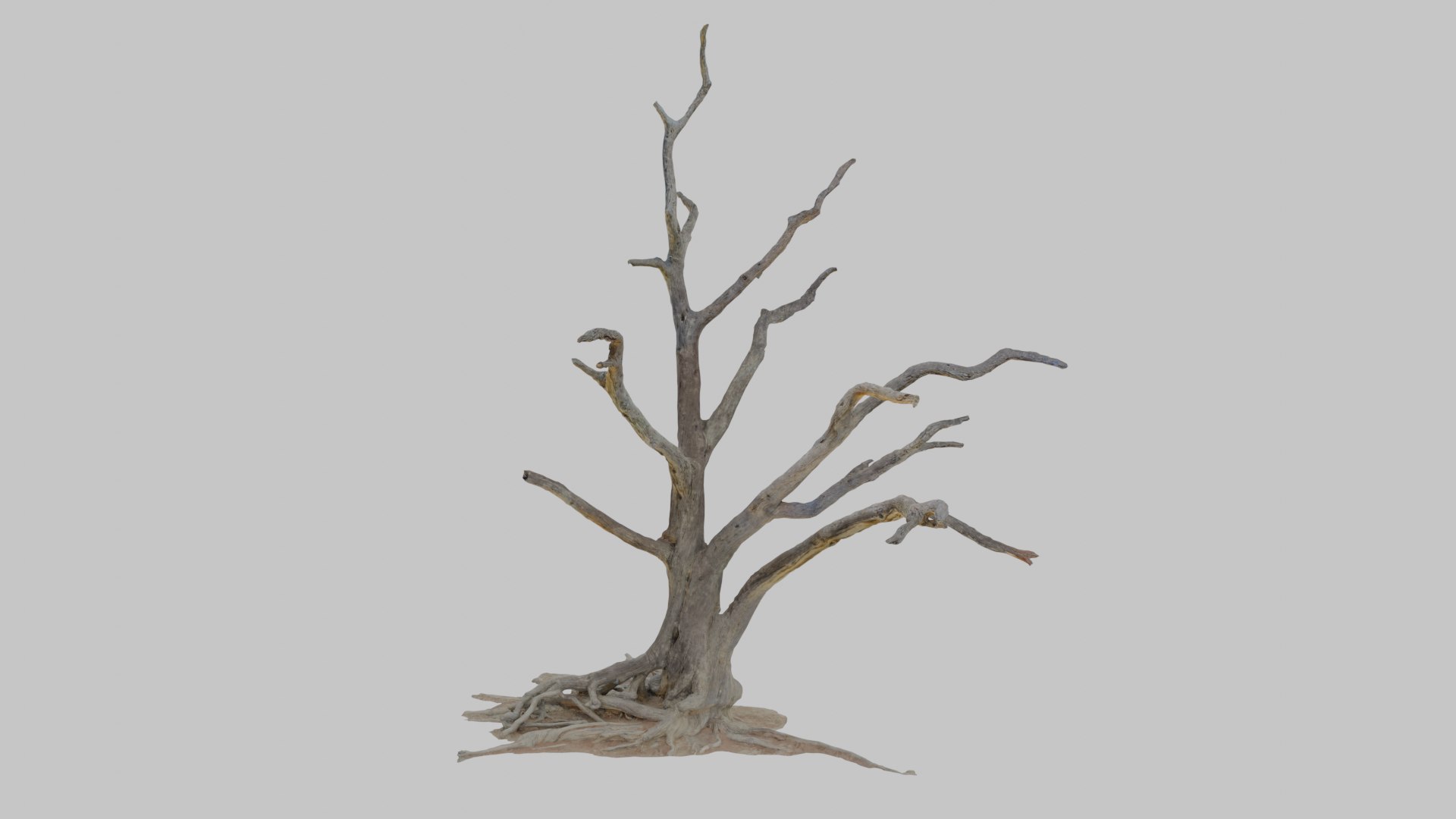 3D Model Namibian Dry Tree 01 LowPoly - Scan - TurboSquid 2047752