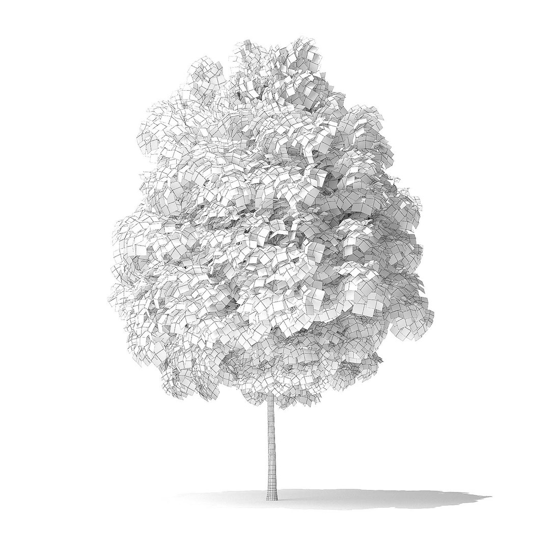 3D Red Alder Tree 3 Model - TurboSquid 1458149