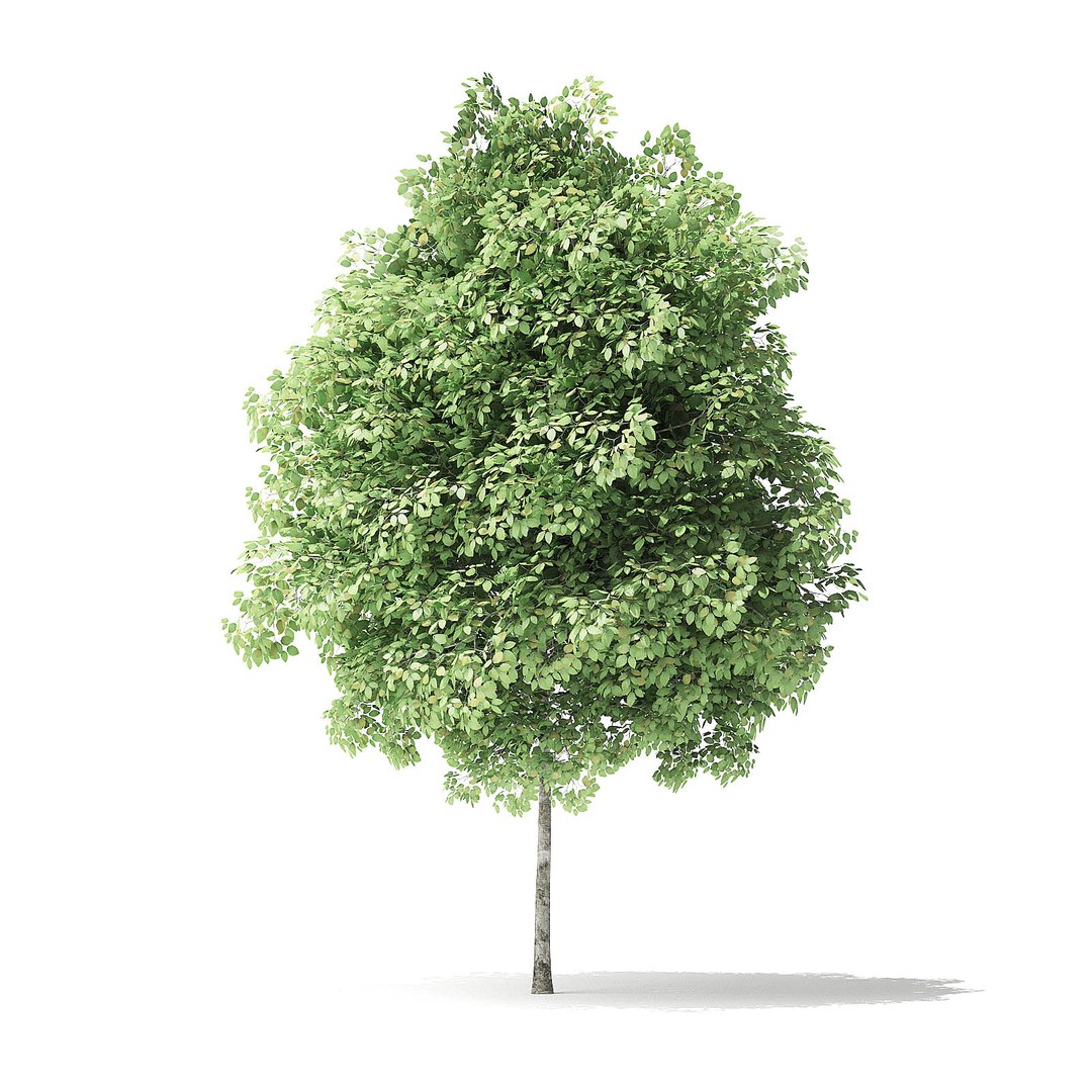 3D Red Alder Tree 3 Model - TurboSquid 1458149