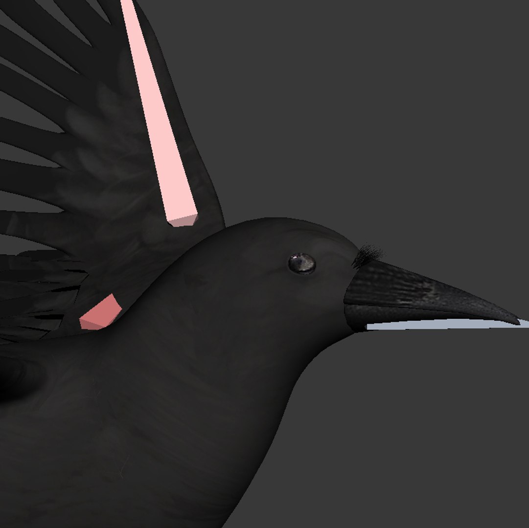 3d Model Crow Flying Animation
