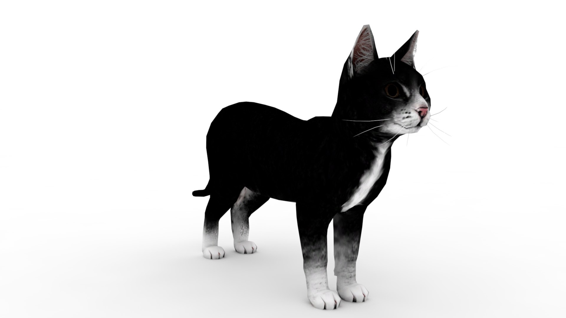 3D White Black Cat model - TurboSquid 1888036