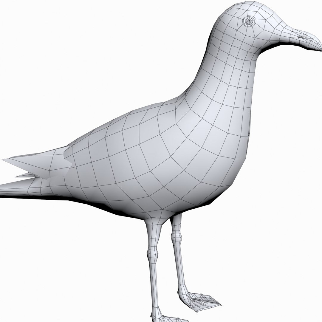 3d Seagull Realtime Model