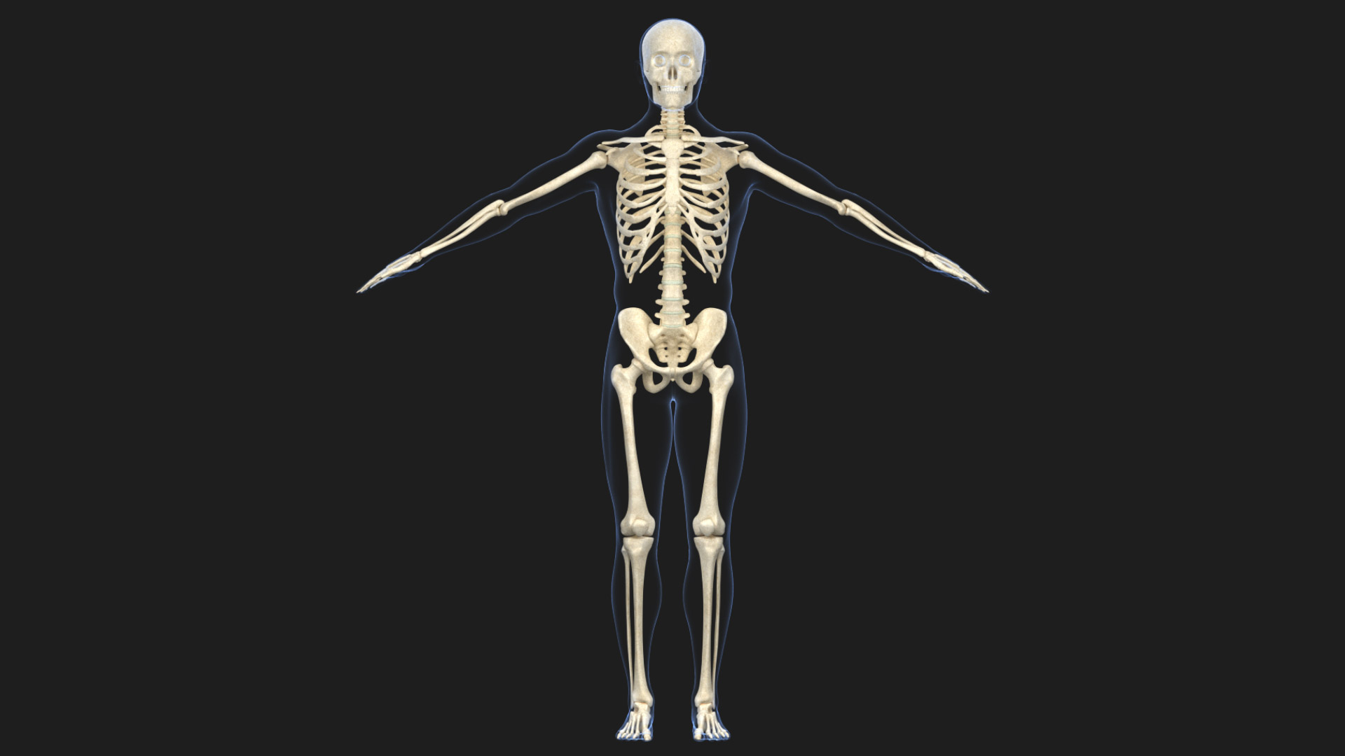 3D Human Skeleton With X-ray Body - Rigged Animated Walk Run Loop ...