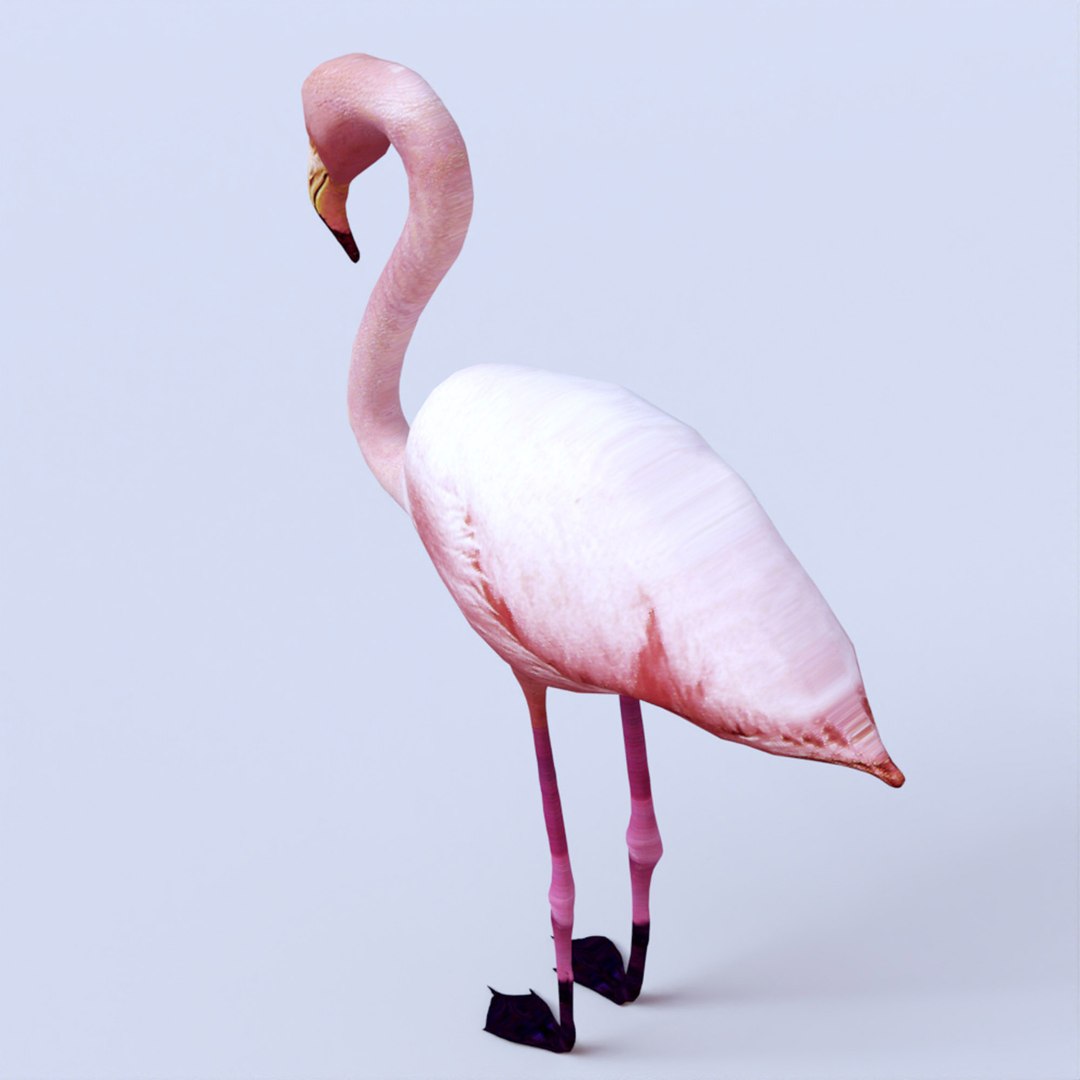 3D Flamingo model - TurboSquid 2031621