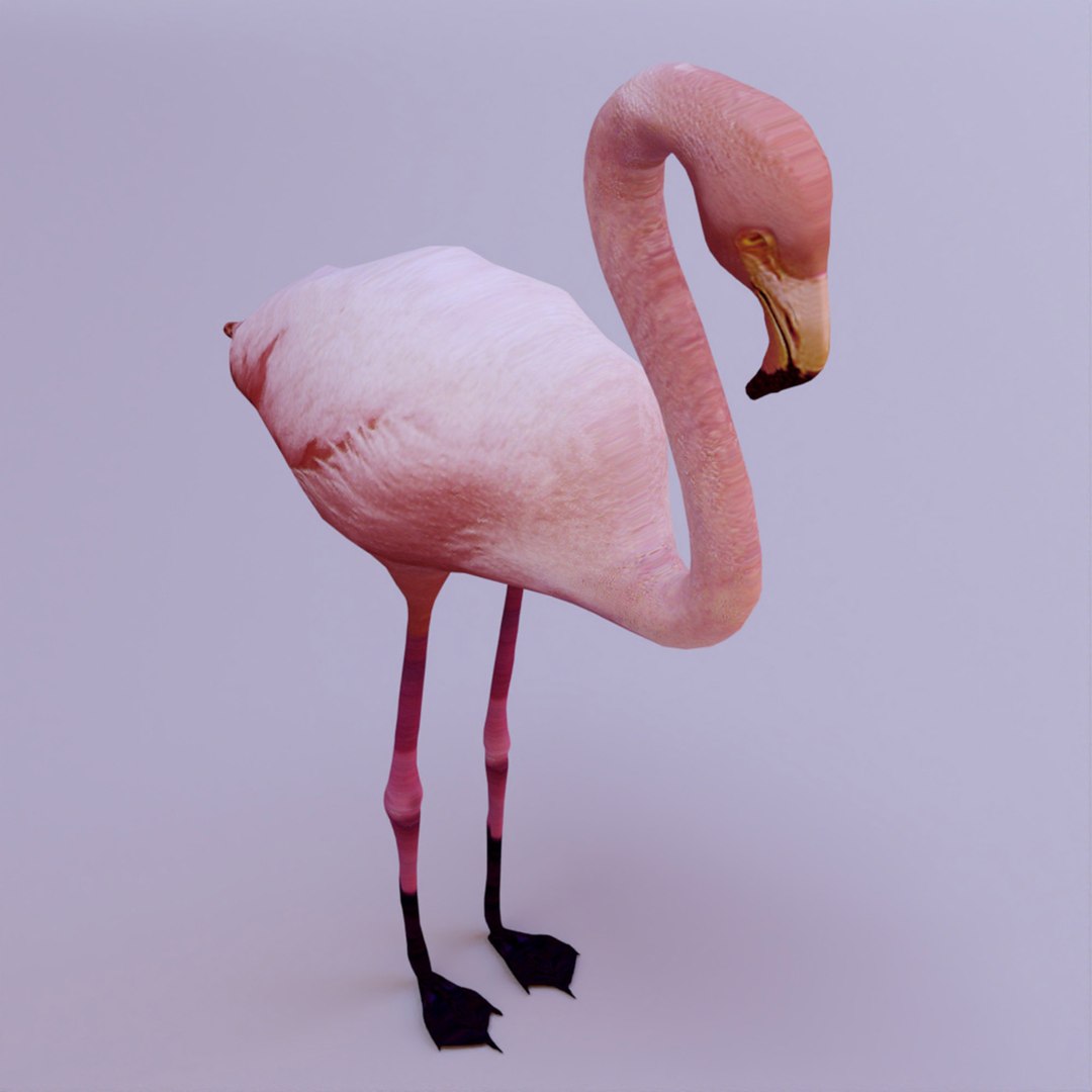 3D Flamingo model - TurboSquid 2031621