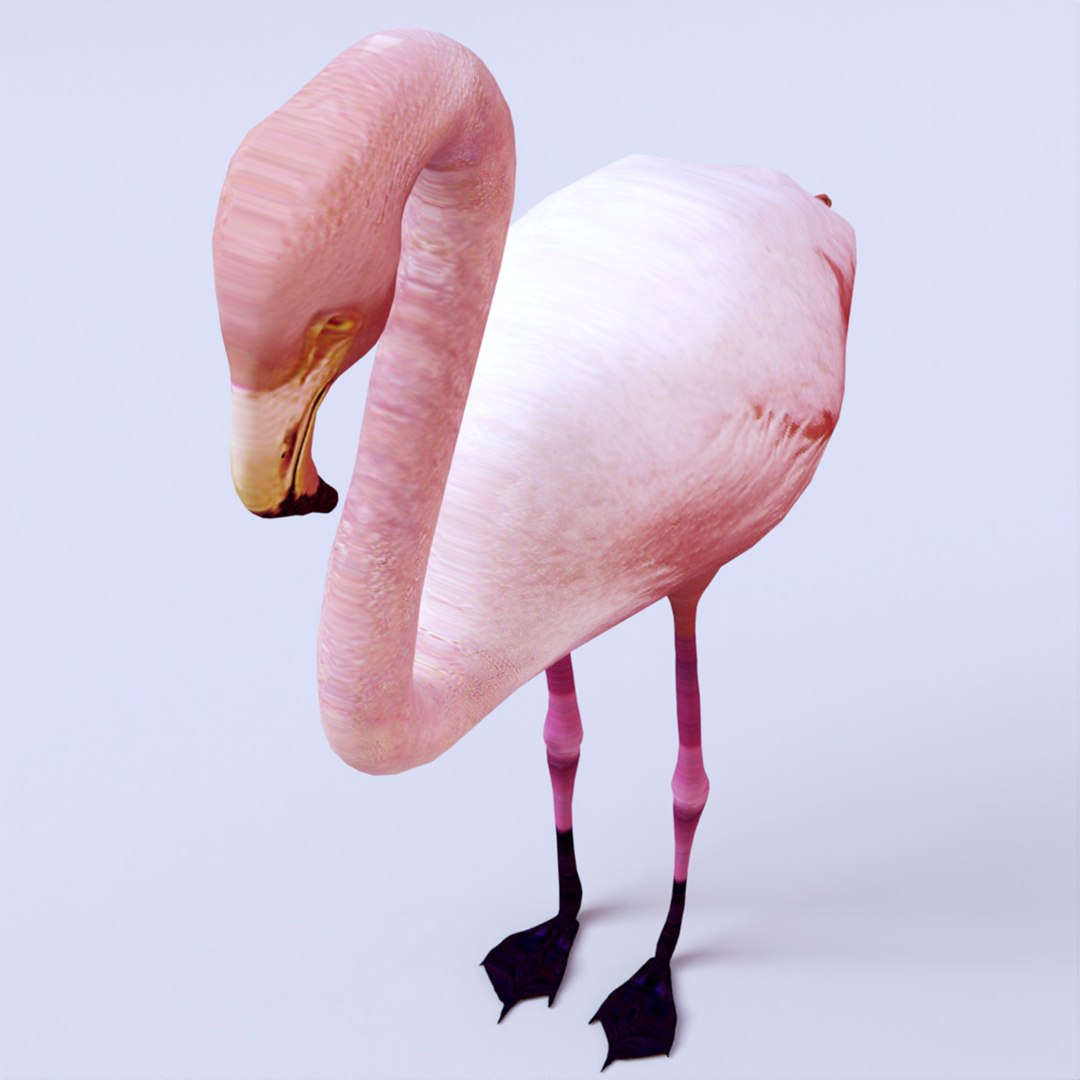 3D Flamingo model - TurboSquid 2031621