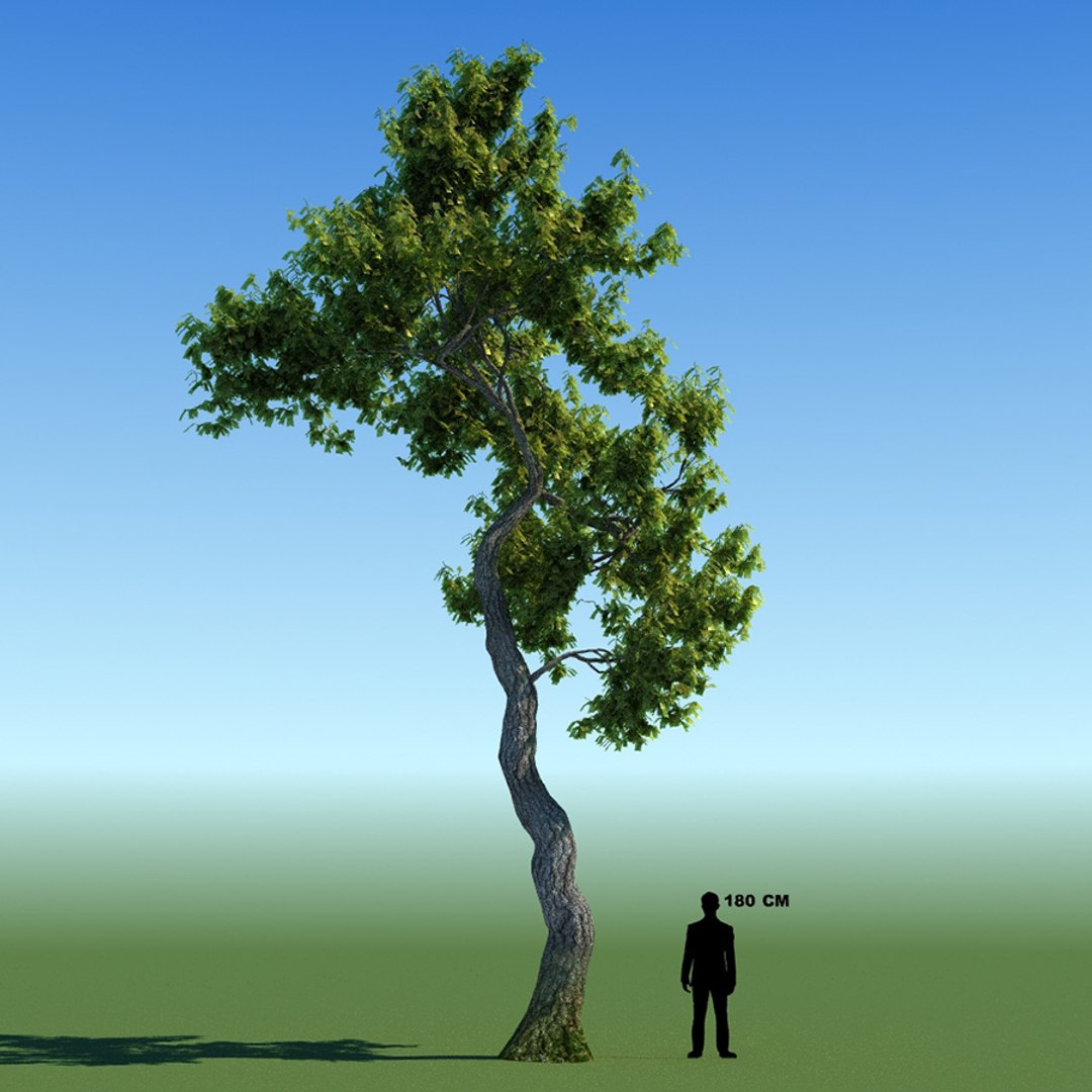 broadleaf leaf tree max