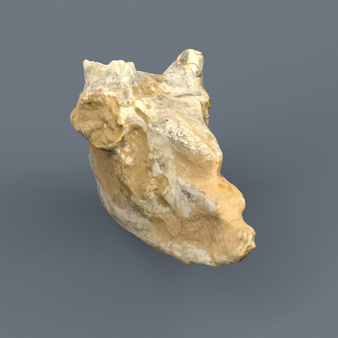 Antelope Skull Fossil Obj