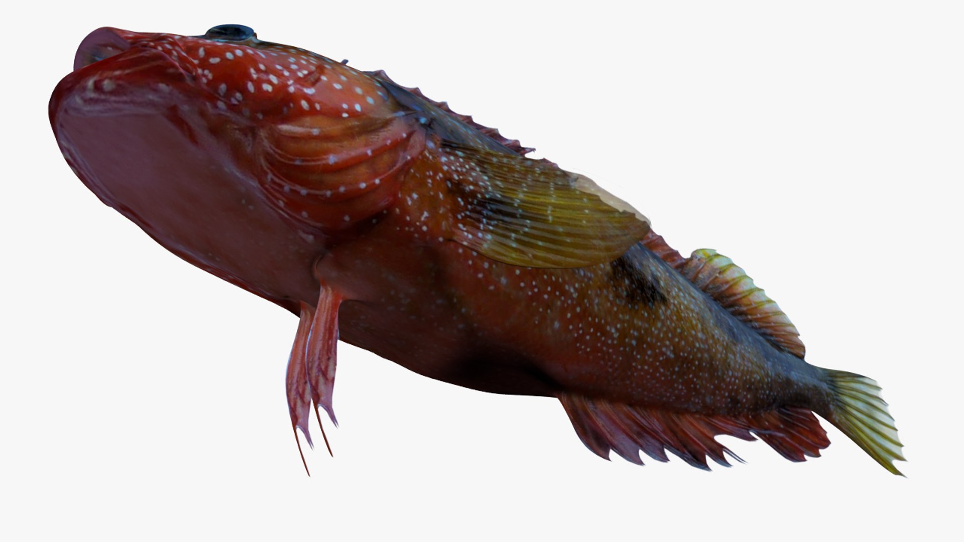 Saltwater Fish Collection 29 3D Model - TurboSquid 1837906