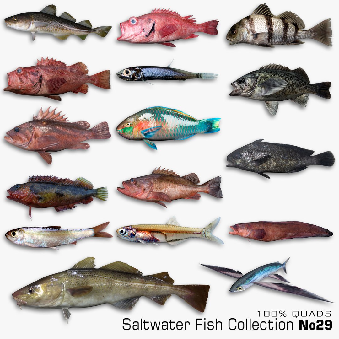 Saltwater Fish Collection 29 3D Model - TurboSquid 1837906