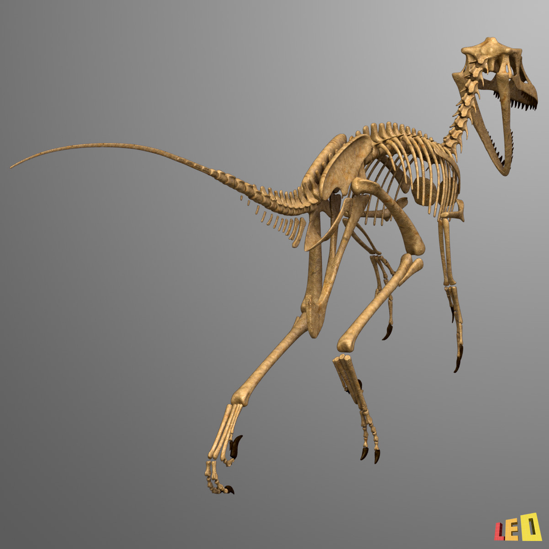 3d model dino skeleton dromaeosaurus