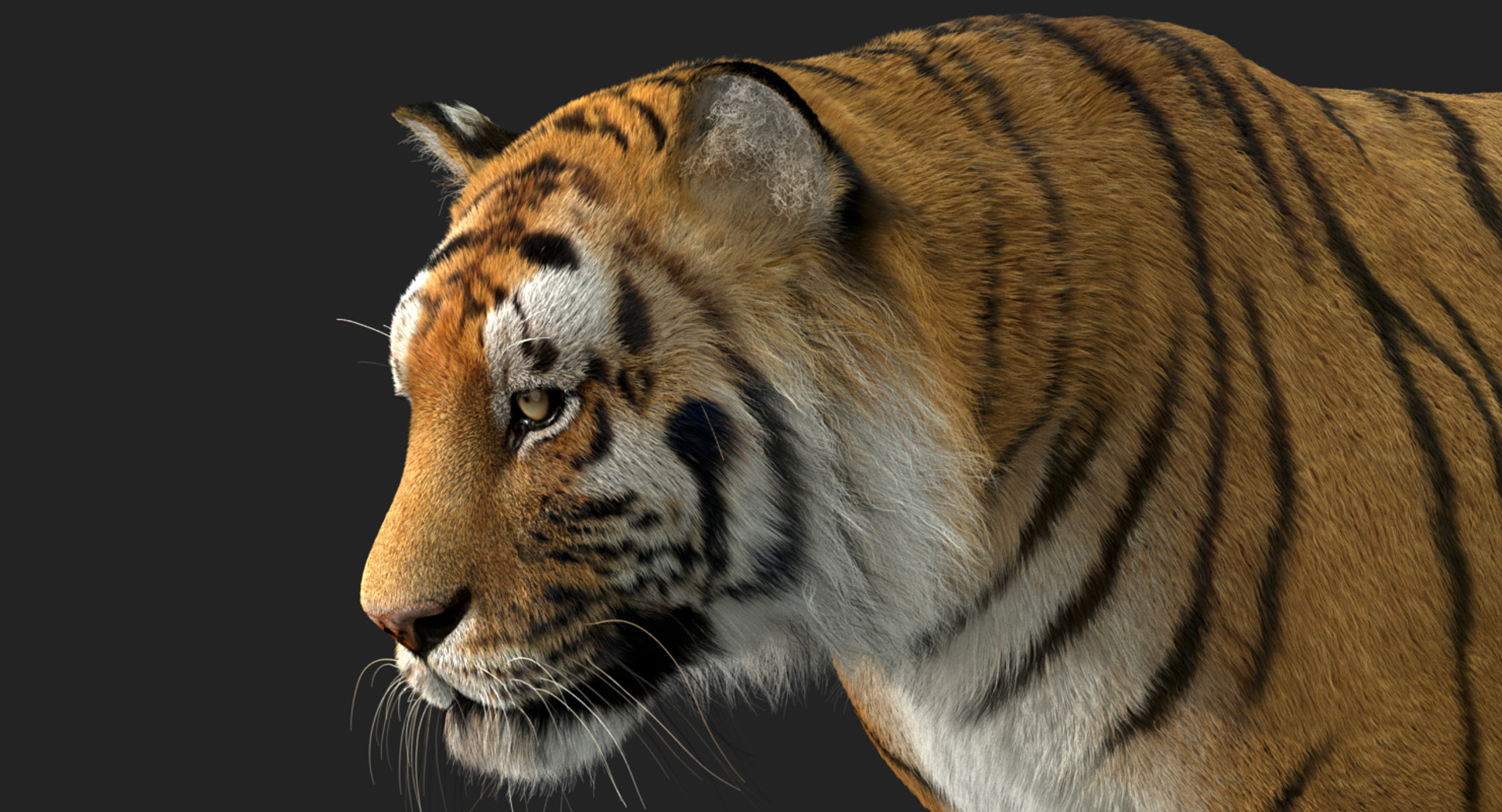 3D Tiger Rigged Fur - TurboSquid 1161373