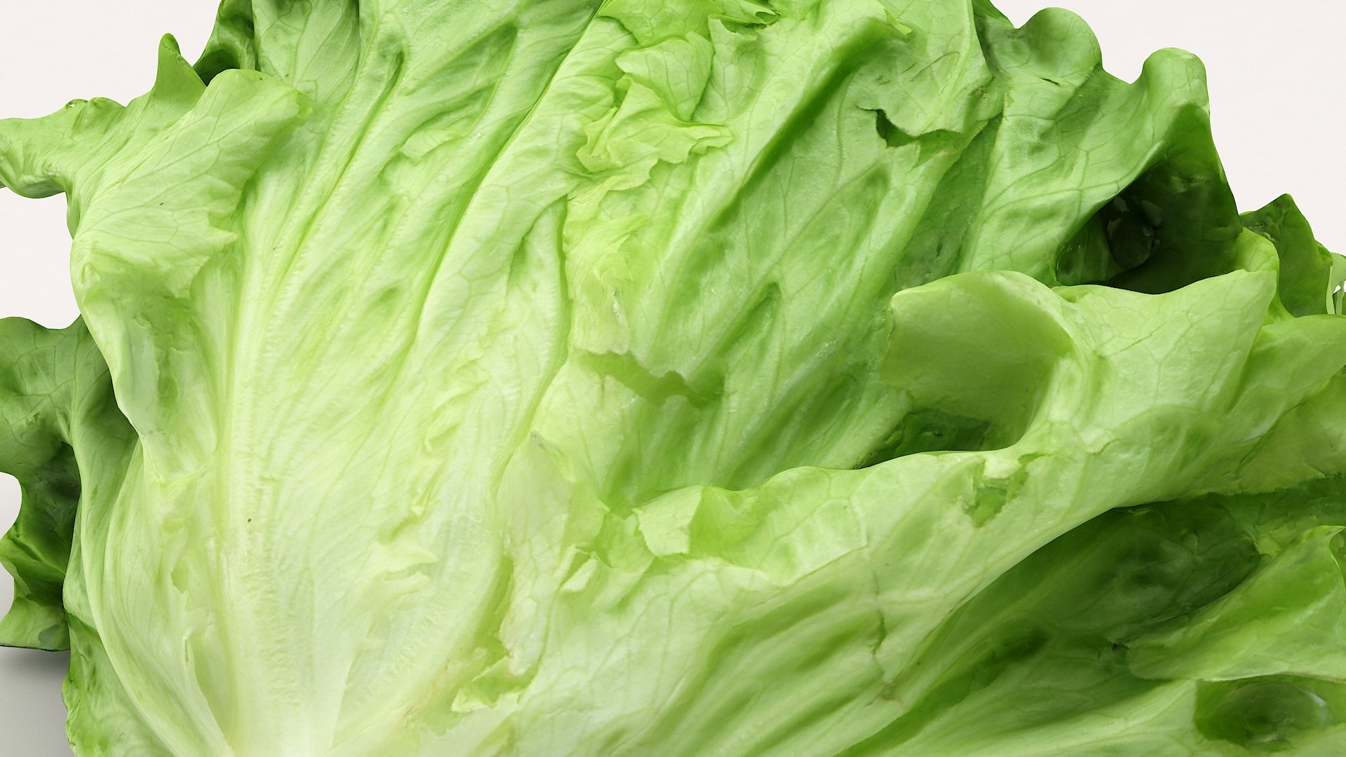 Salad Head Lettuce 3D Model - TurboSquid 1497325