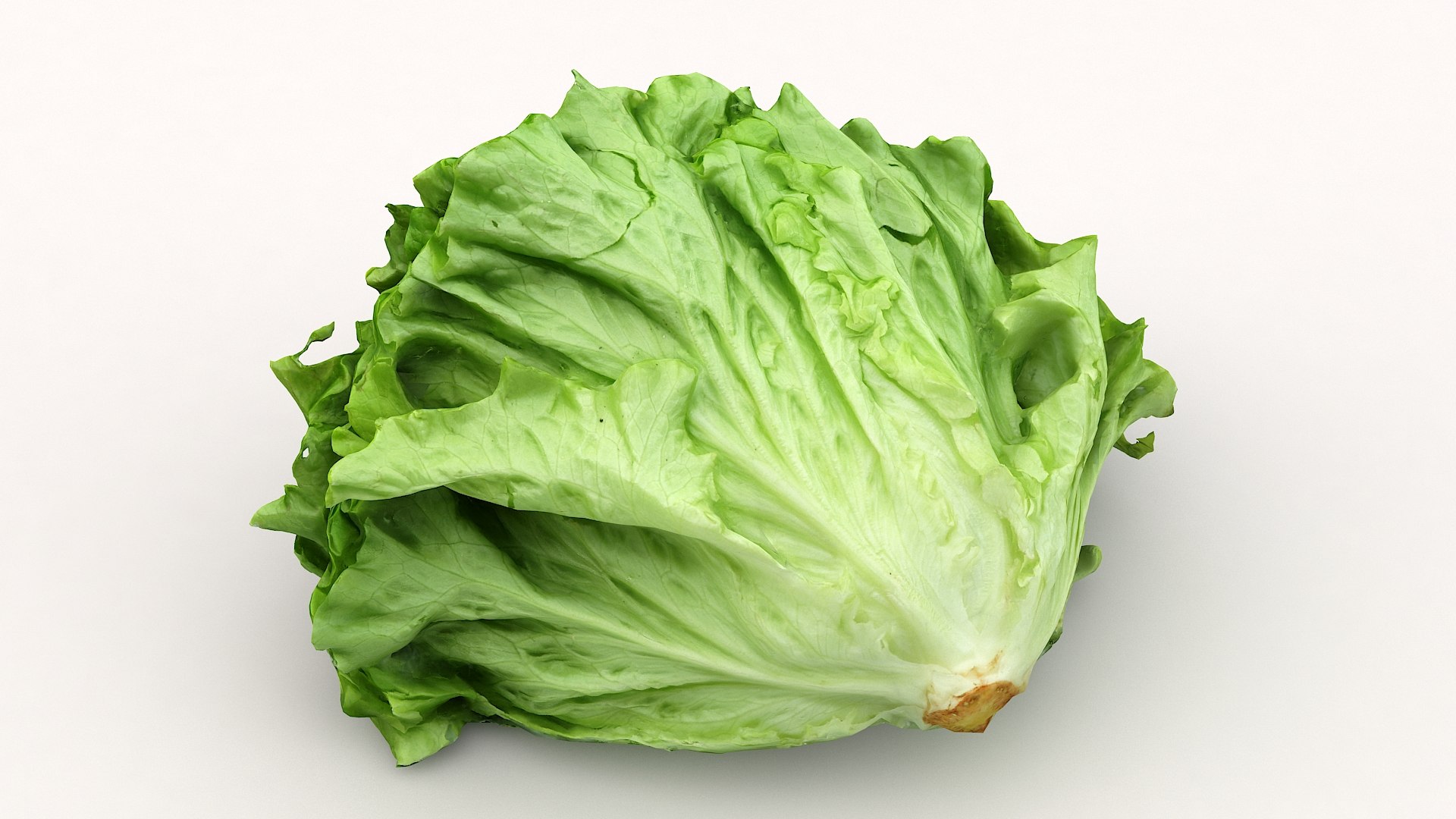 Salad Head Lettuce 3D Model - TurboSquid 1497325