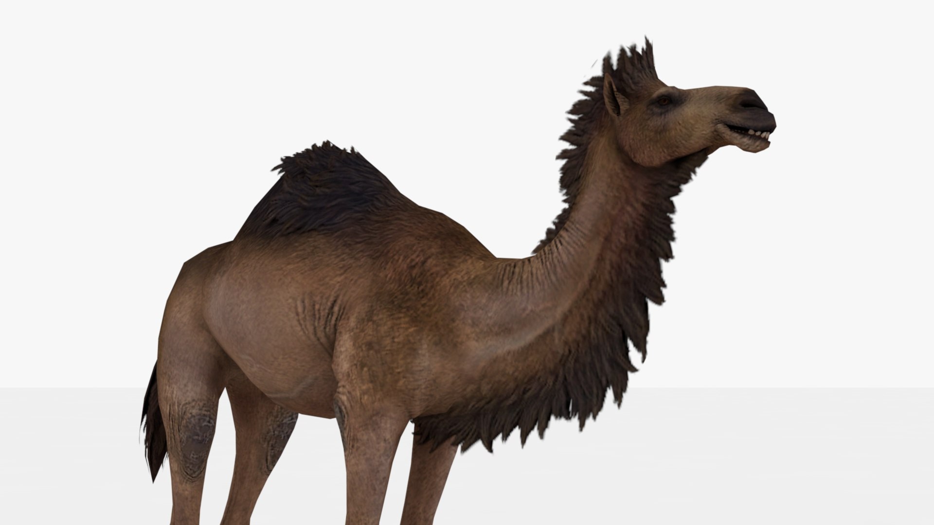 3D Camel Rigged And Animated - TurboSquid 2348131