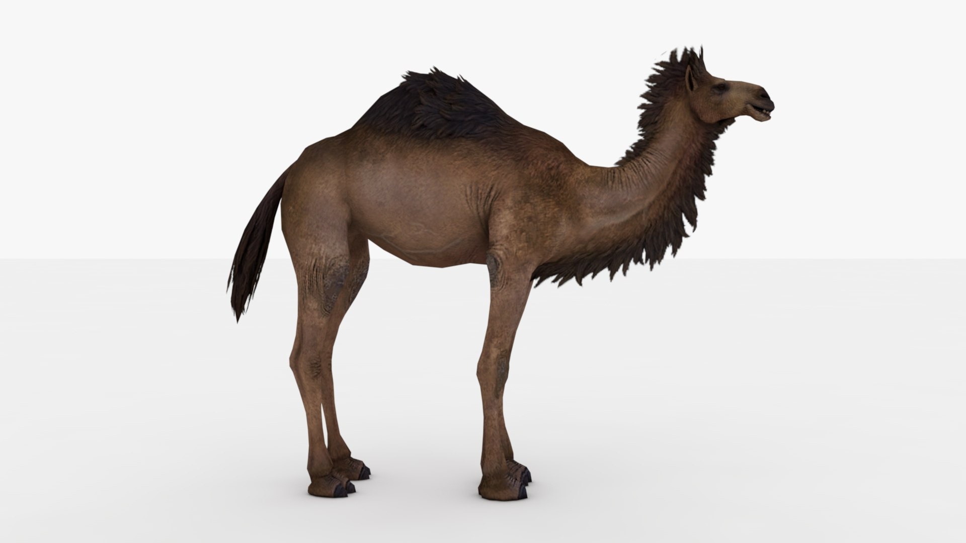 3D Camel Rigged And Animated - TurboSquid 2348131