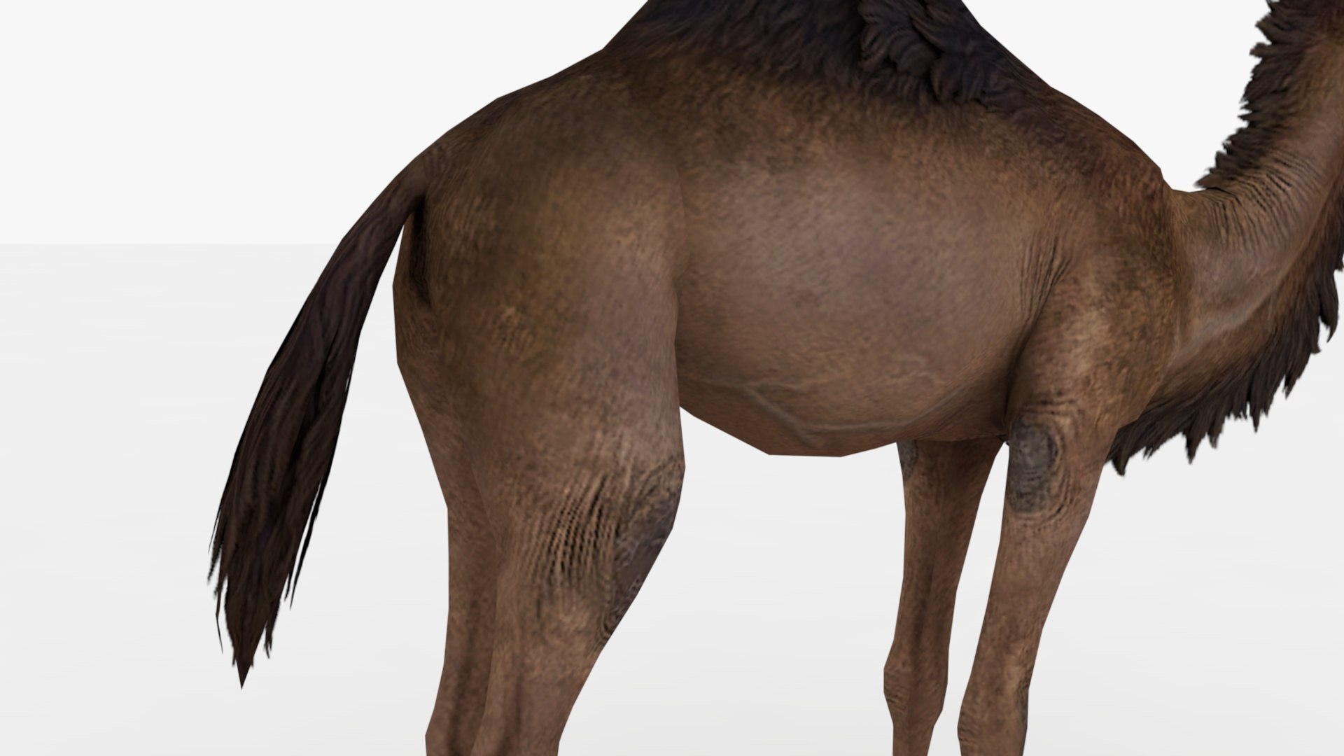 3D Camel Rigged And Animated - TurboSquid 2348131