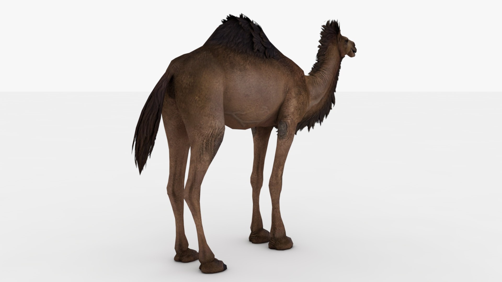 3D Camel Rigged And Animated - TurboSquid 2348131