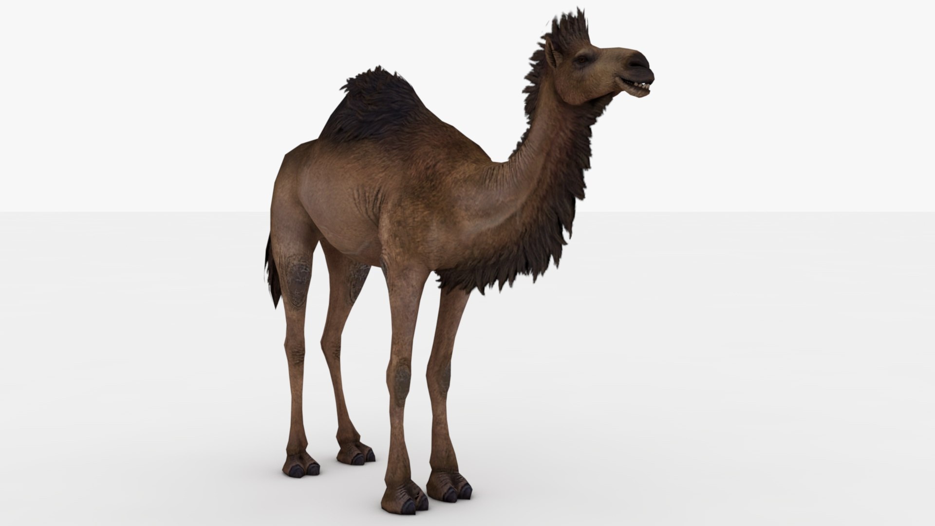 3D Camel Rigged And Animated - TurboSquid 2348131