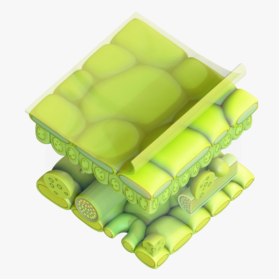 Leaf Anatomy Layers Structure 3D Model - TurboSquid 2053327