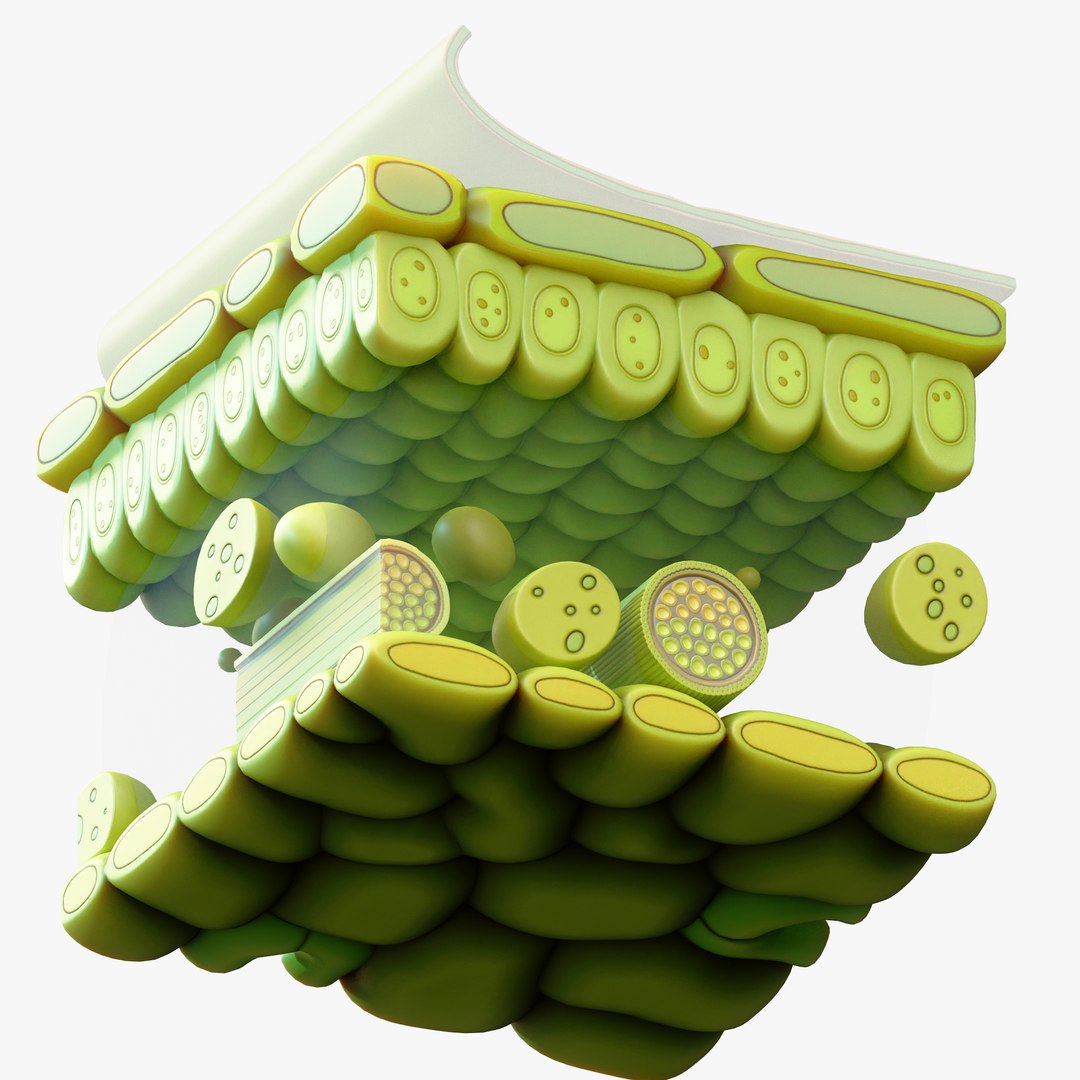 Leaf Anatomy Layers Structure 3D Model - TurboSquid 2053327