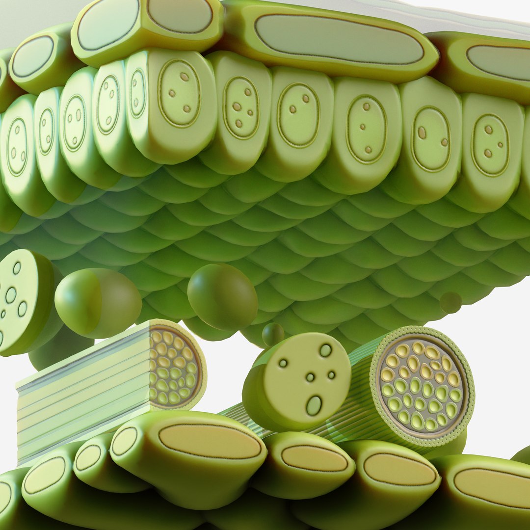 Leaf Anatomy Layers Structure 3D Model - TurboSquid 2053327