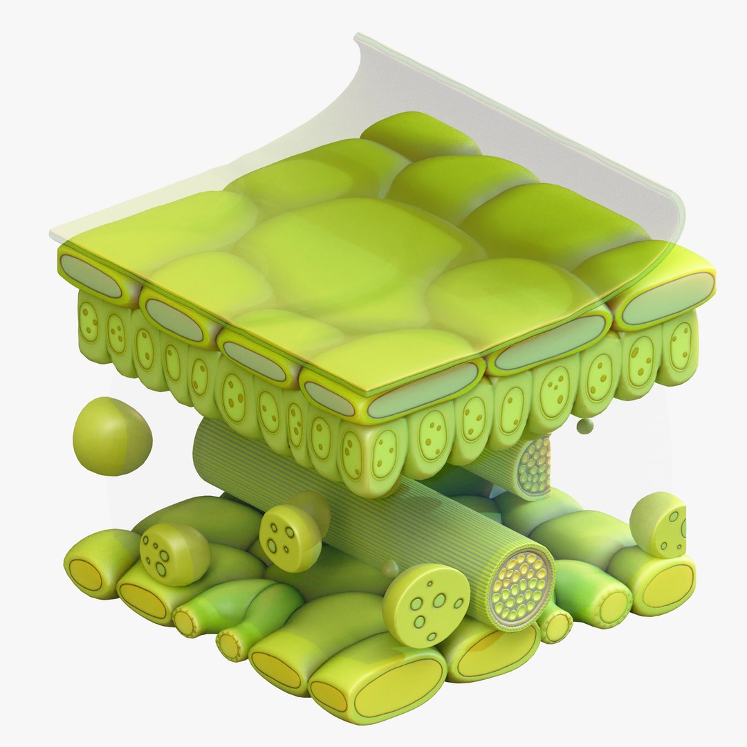 Leaf Anatomy Layers Structure 3D Model - TurboSquid 2053327