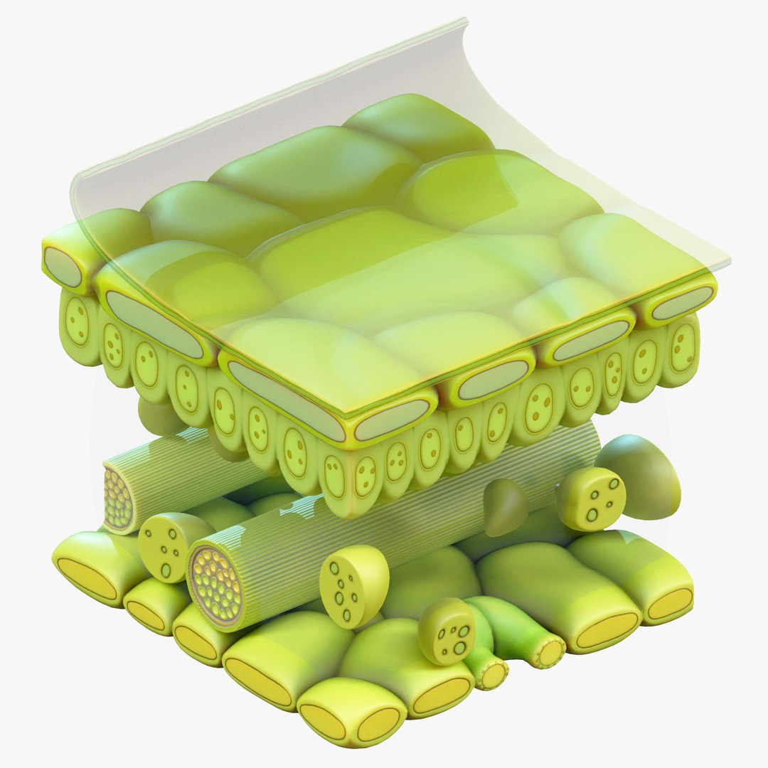 Leaf Anatomy Layers Structure 3D Model - TurboSquid 2053327