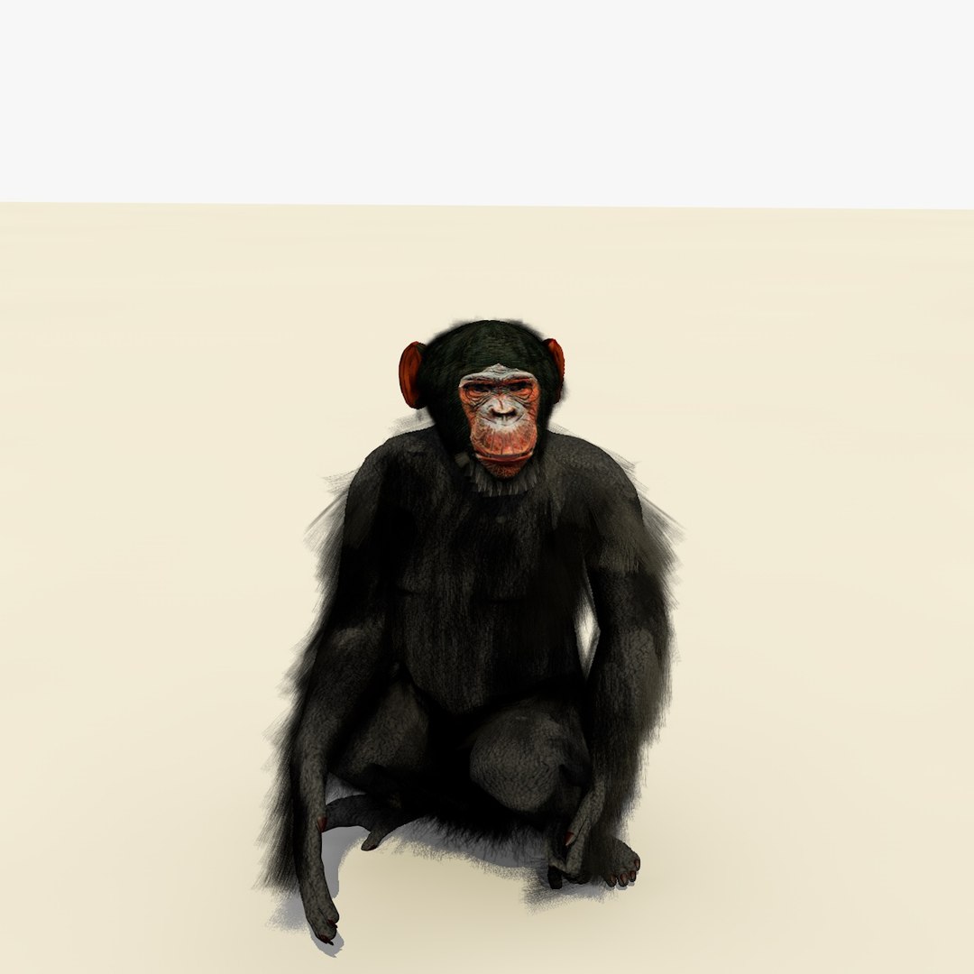 3d Rigged Chimpanzee Animation Chimp