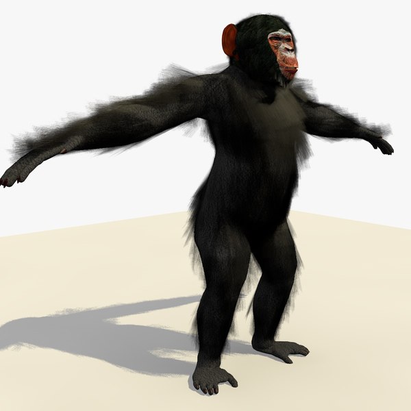 3d rigged chimpanzee animation chimp