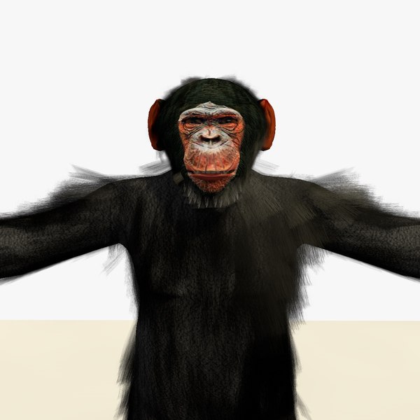 3d rigged chimpanzee animation chimp