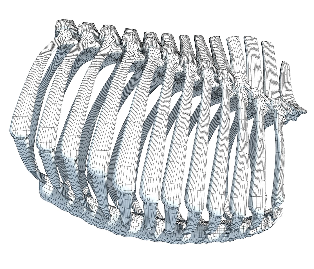 Animal Rib Cage 3D - TurboSquid 1177766