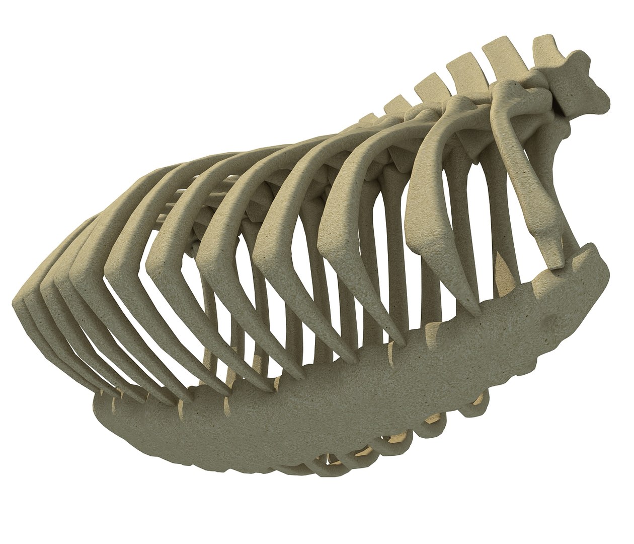 Animal Rib Cage 3D - TurboSquid 1177766