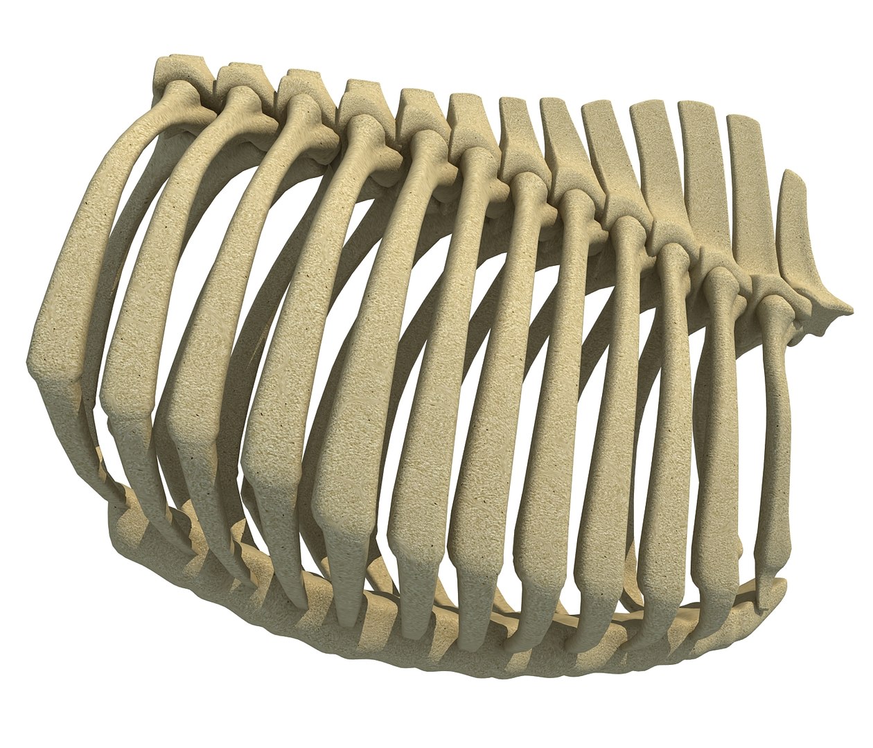 Animal Rib Cage 3D - TurboSquid 1177766