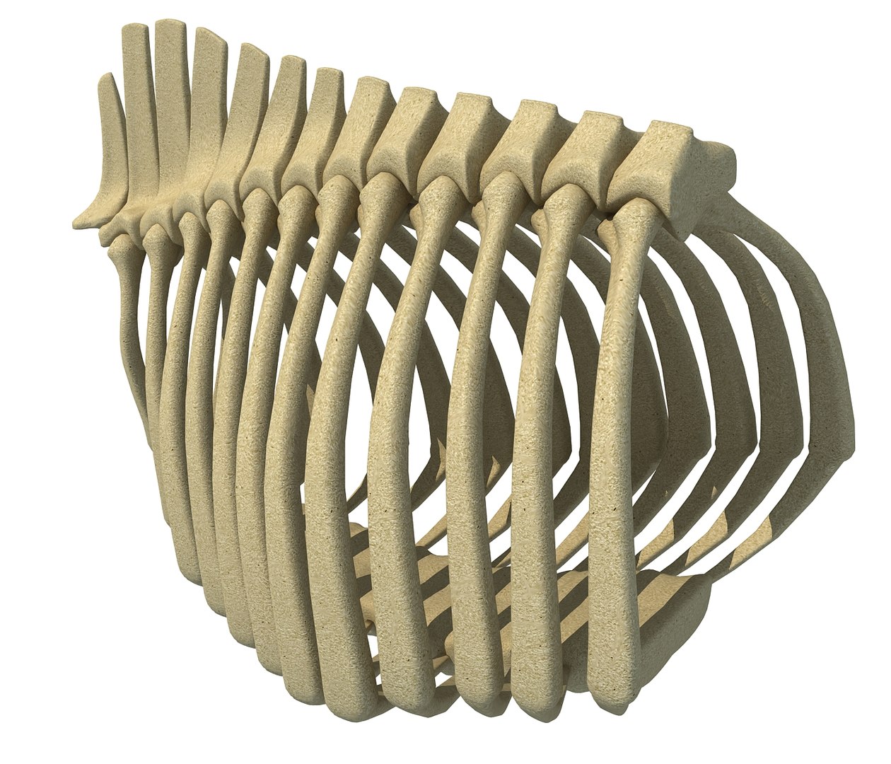 Animal Rib Cage 3D - TurboSquid 1177766