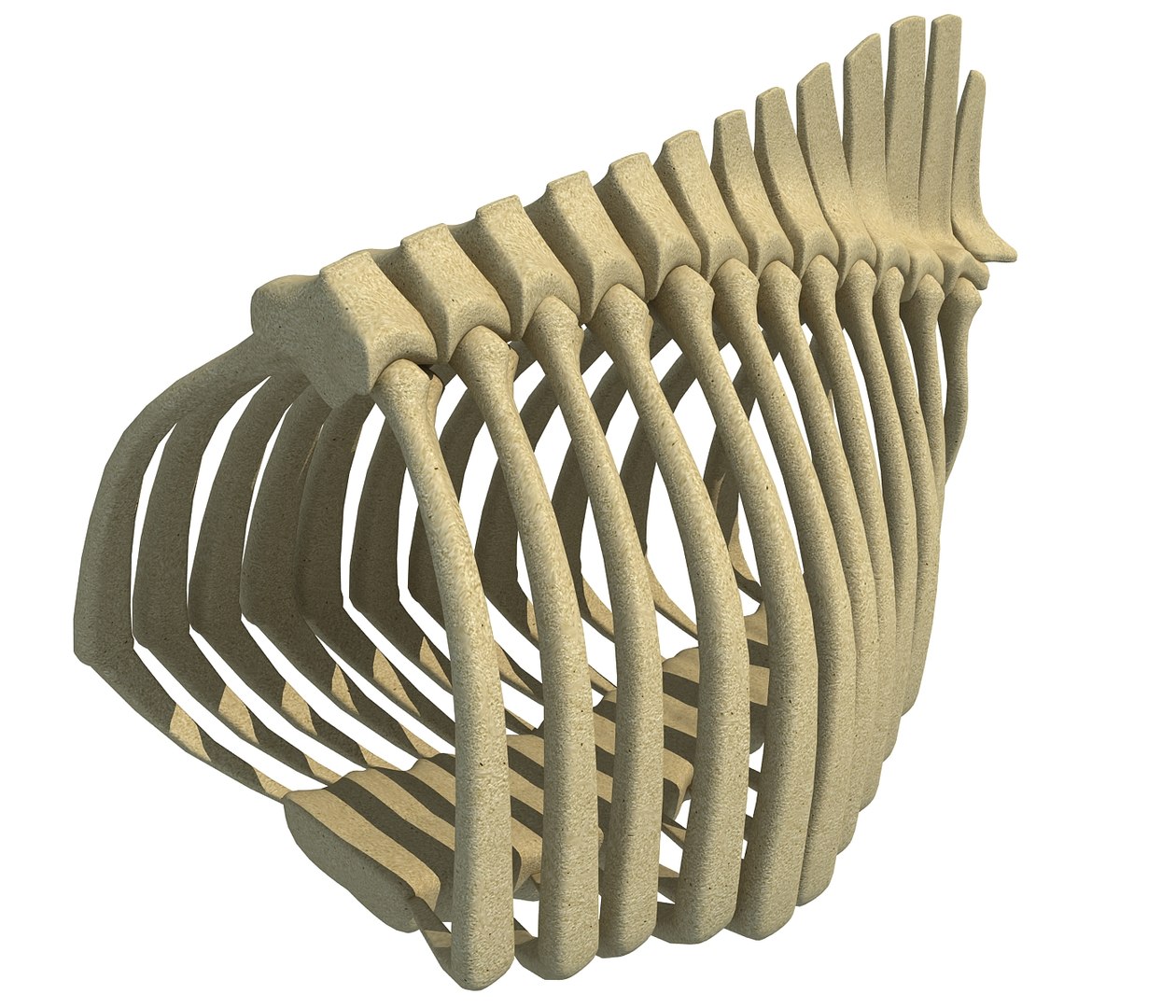 Animal Rib Cage 3D - TurboSquid 1177766