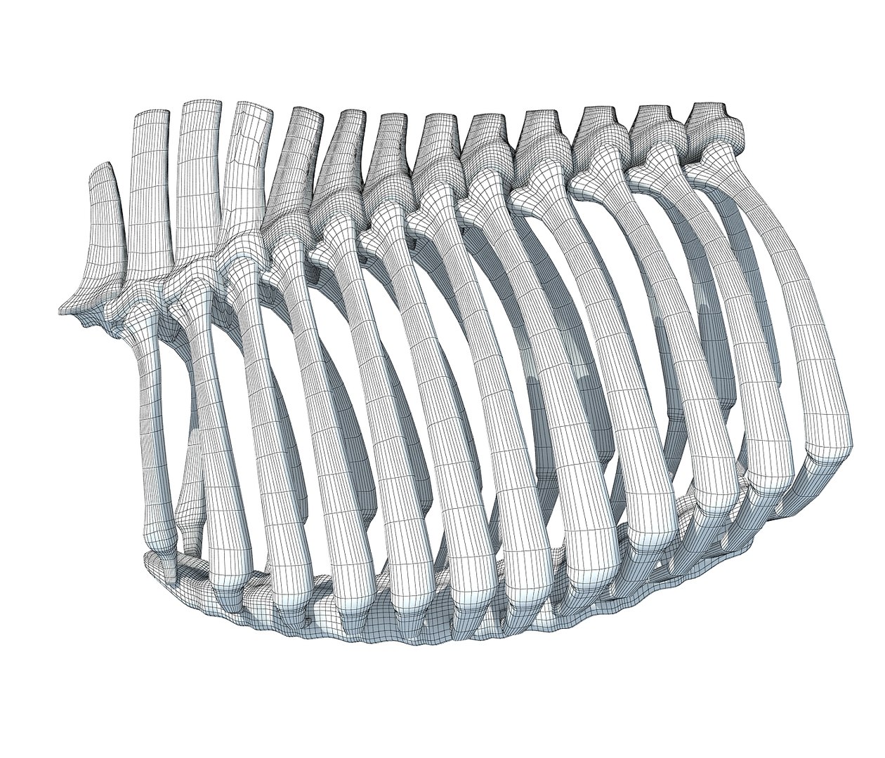 Animal Rib Cage 3D - TurboSquid 1177766
