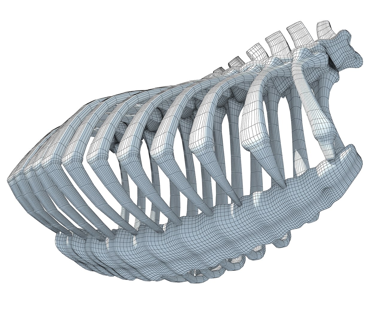 Animal Rib Cage 3D - TurboSquid 1177766