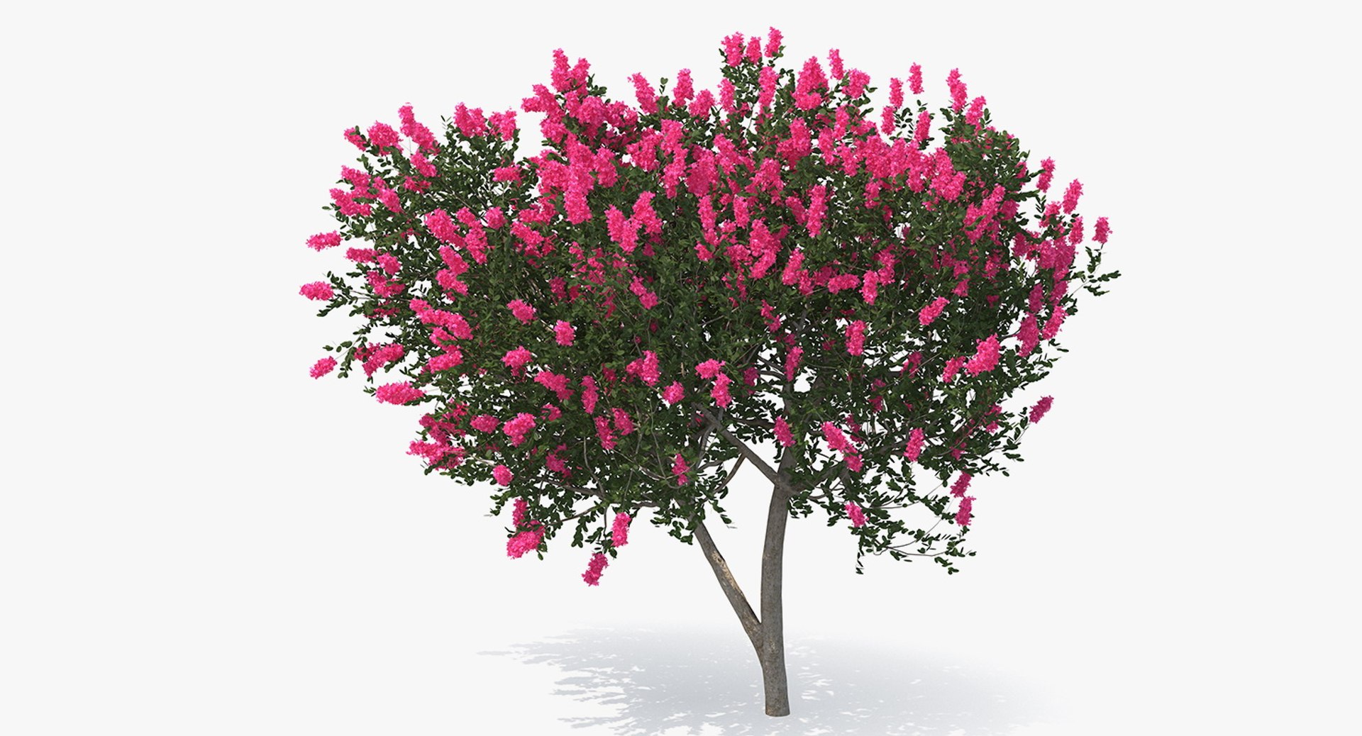 Evergreen Small Tree Myrtle 3D Model - TurboSquid 1387428