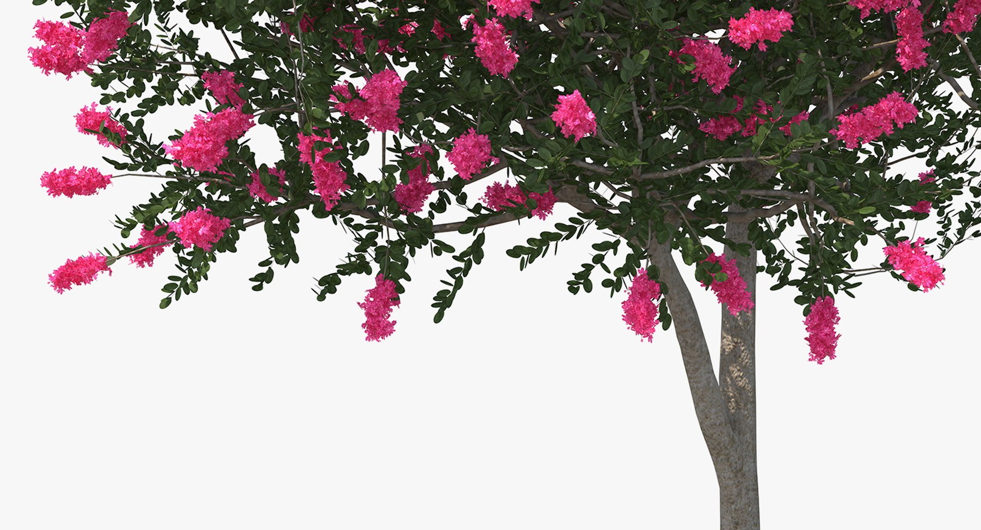 Evergreen Small Tree Myrtle 3D Model - TurboSquid 1387428