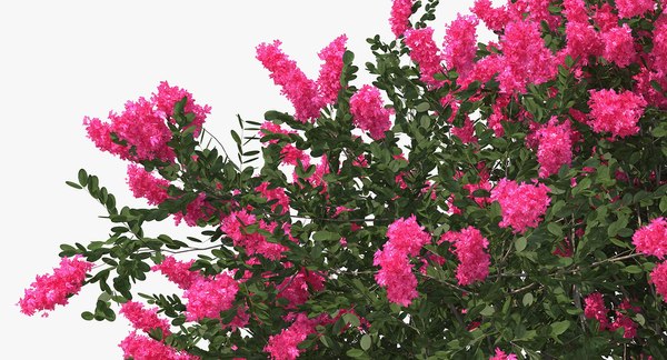 Evergreen small tree myrtle 3D model - TurboSquid 1387428
