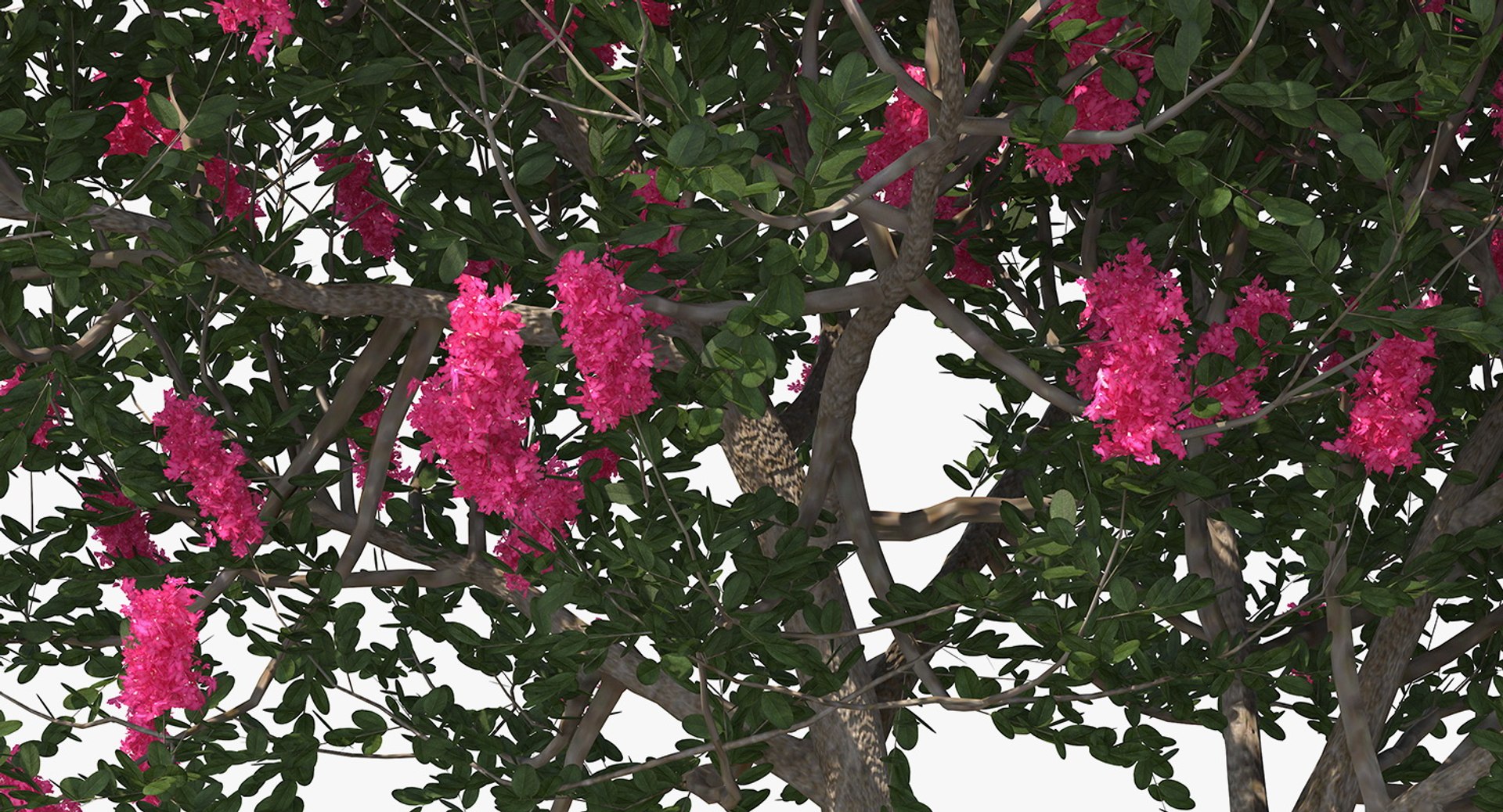 Evergreen Small Tree Myrtle 3D Model - TurboSquid 1387428