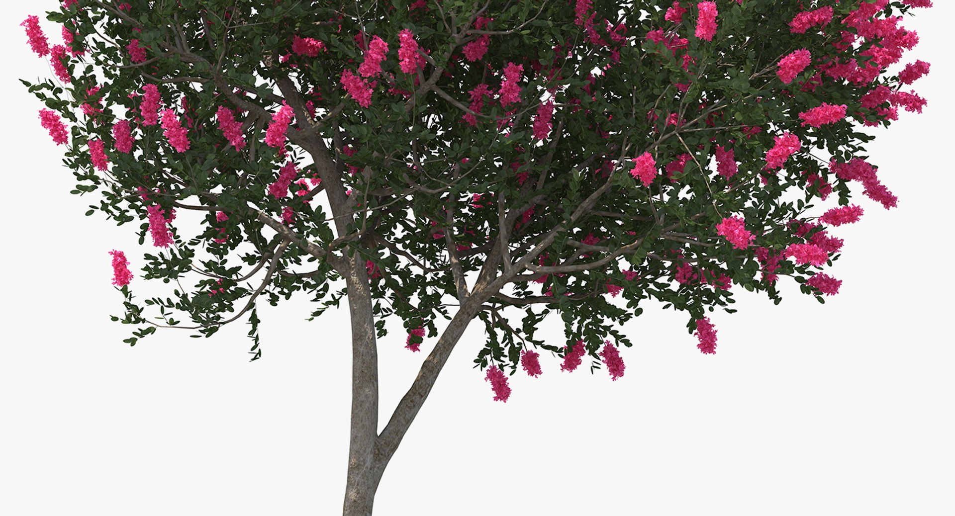 Evergreen Small Tree Myrtle 3D Model - TurboSquid 1387428